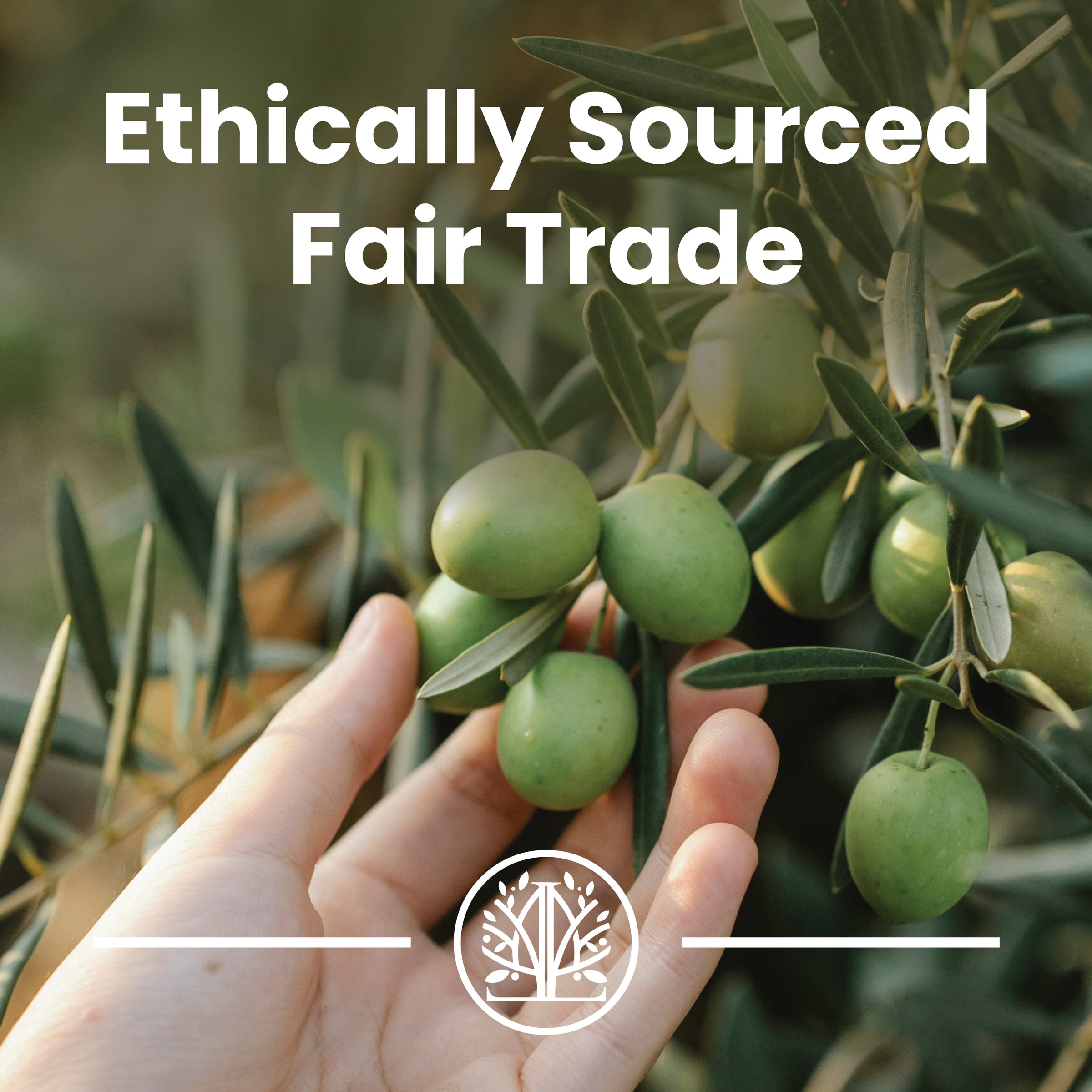 Levantine Premium Extra Virgin Olive Oil – Levantine Goods