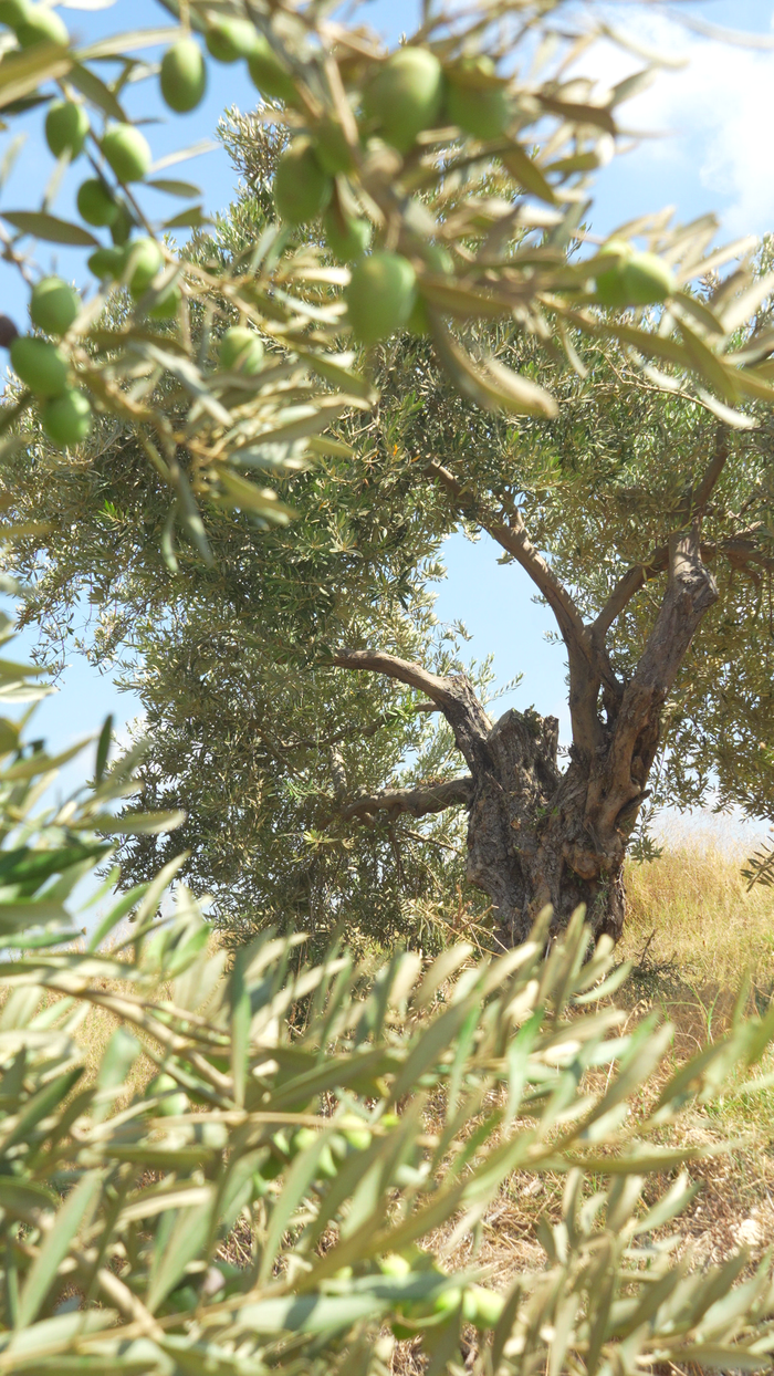 Levantine – Levantine Goods